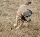 SAGE - Family Affair's Words of Wisdom - Adopted - Family Affair Standards