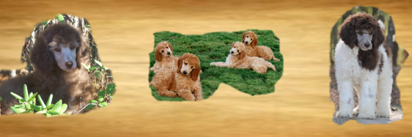 Standard Poodle Cost - Standard Poodle Puppies for Sale | Family Affair ...