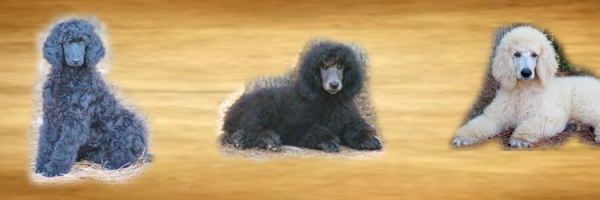 Standard Poodle Cost - Standard Poodle Puppies for Sale | Family Affair ...
