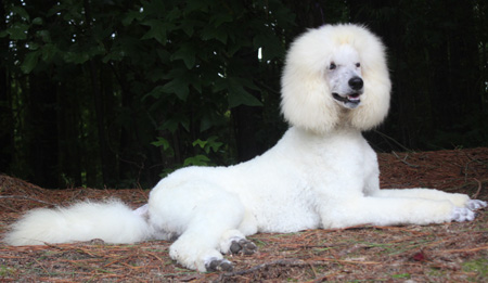 FALKOR – Family Affair's Never Ending Story | Family Affair Standards