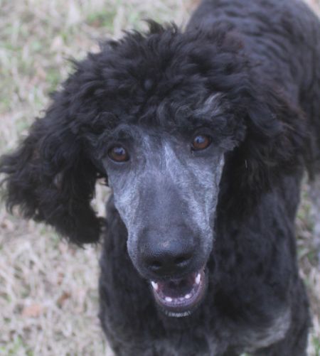 Available AKC Registered Standard Poodle Puppies For Sale