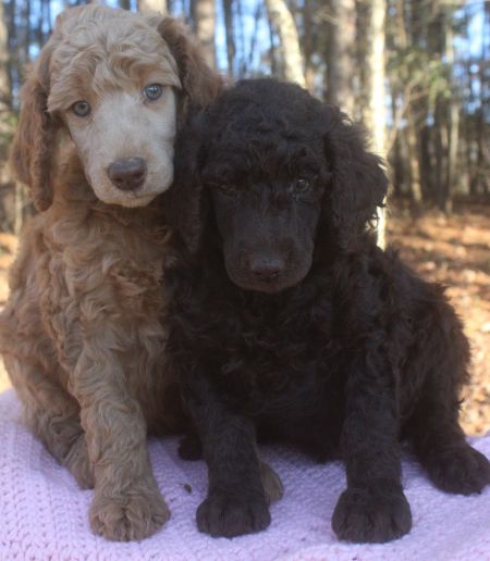 Available AKC Registered Standard Poodle Puppies For Sale