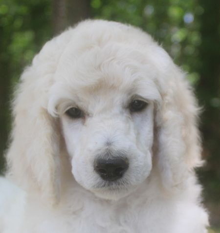 Available AKC Registered Standard Poodle Puppies For Sale