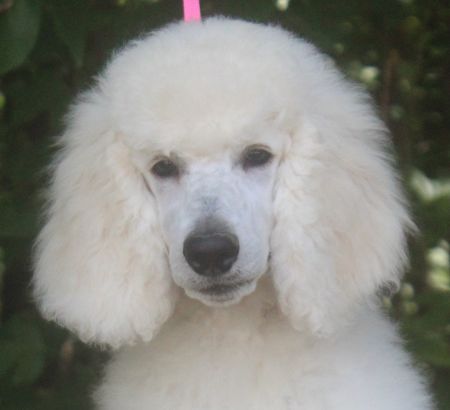 Available AKC Registered Standard Poodle Puppies For Sale