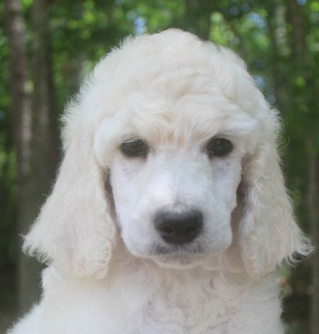 Available AKC Registered Standard Poodle Puppies For Sale
