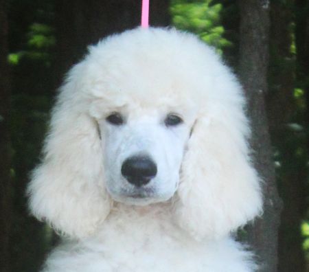 Available AKC Registered Standard Poodle Puppies For Sale