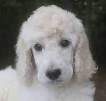 Available AKC Registered Standard Poodle Puppies For Sale