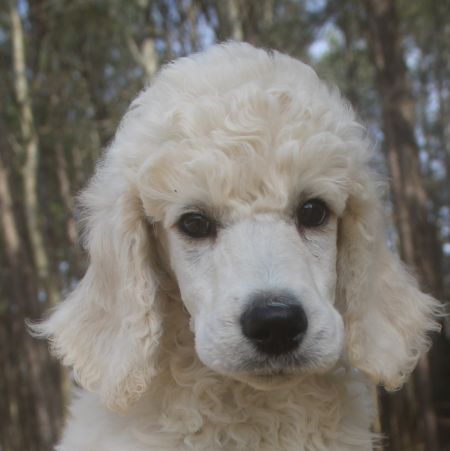Available AKC Registered Standard Poodle Puppies For Sale
